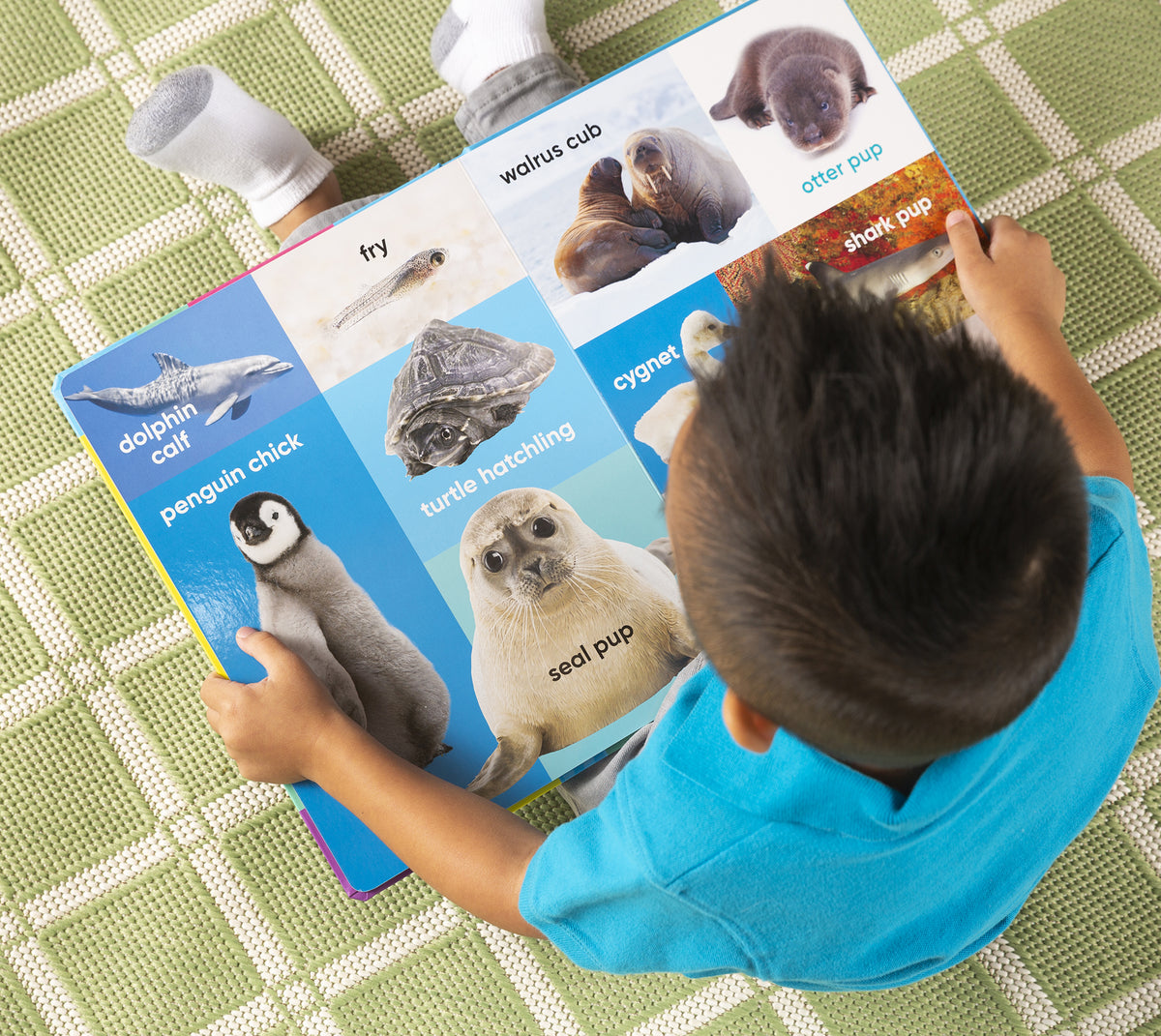 Early Learning Baby Animals – Little Grasshopper Books